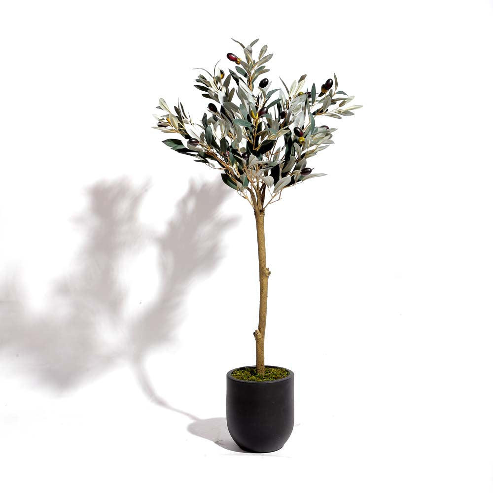Flourish Olive tree with pot – Our Home Philippines