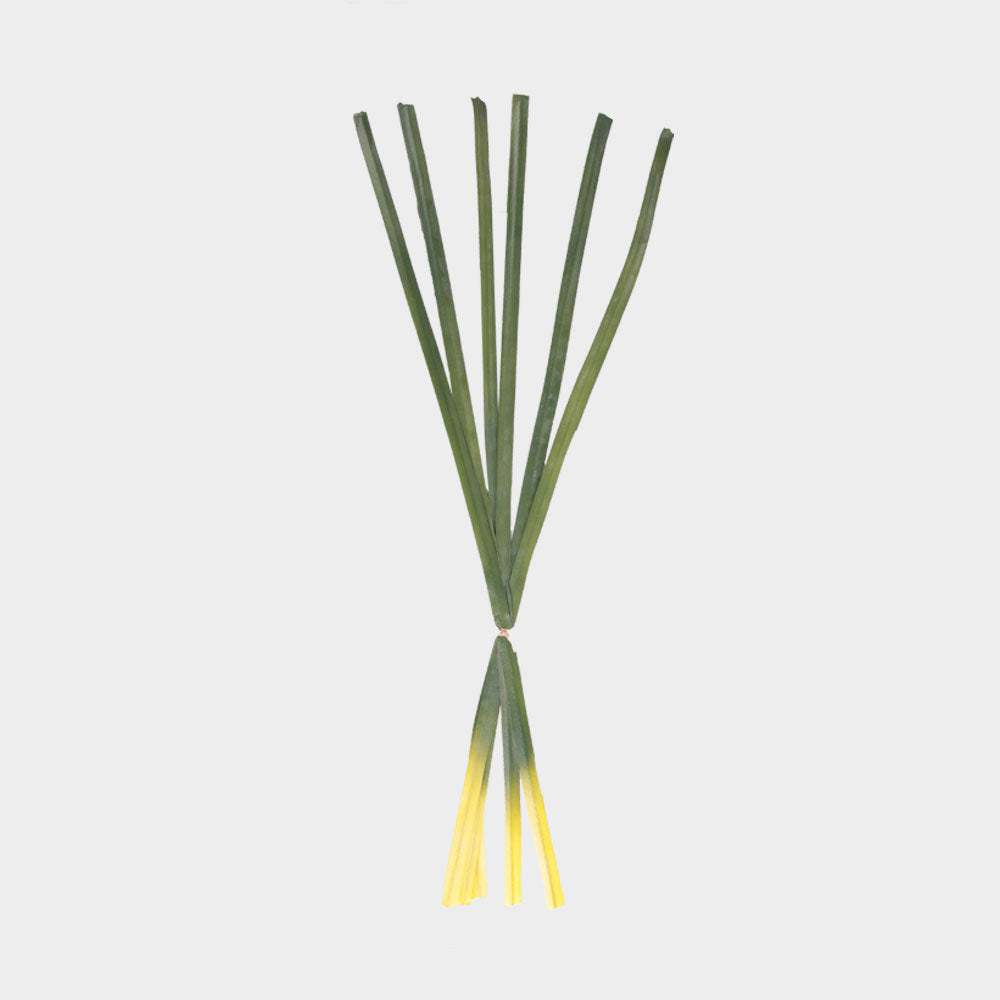 Reeds – Our Home Philippines